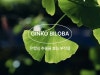 은행잎 추출물 효능 부작용 징코 빌로바ginko Biloba 네이버 블로그